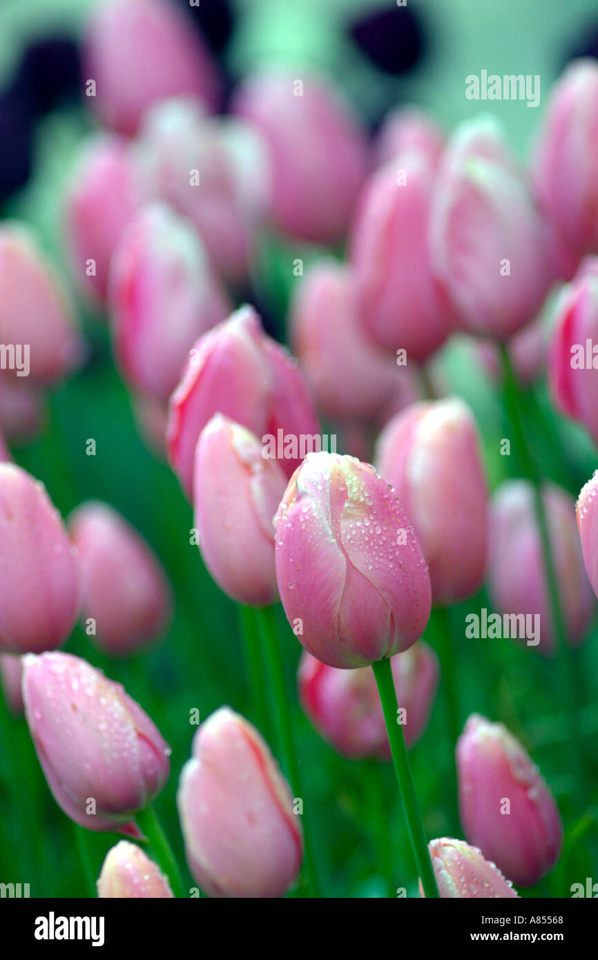 Tulip Menton High Resolution Stock Photography and Images - Alamy