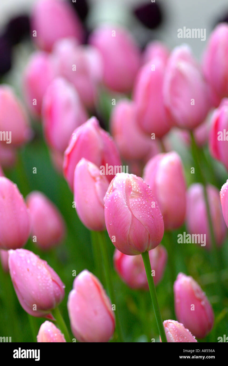 Tulip Menton Darwin Hybrid Stock Photo - Alamy