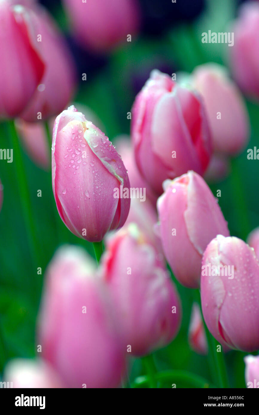 Tulip menton hi-res stock photography and images - Alamy