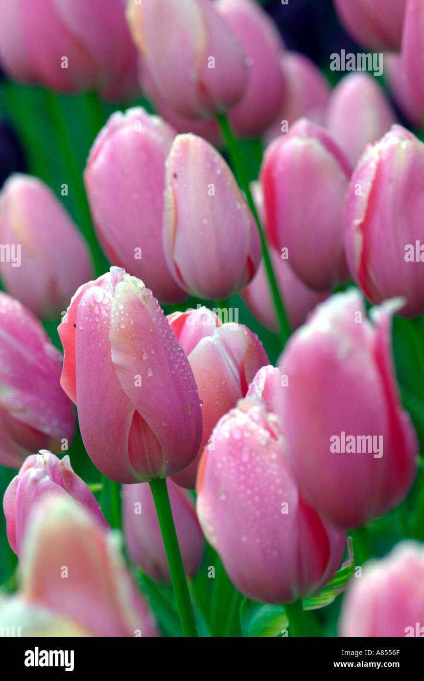 Tulip menton hi-res stock photography and images - Alamy