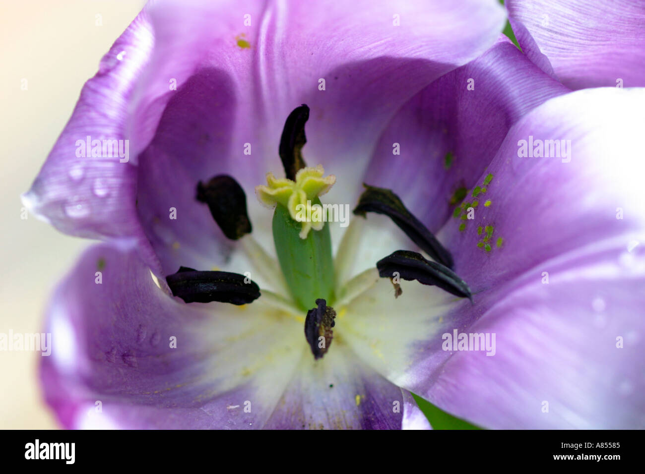 green aphids and tulip Stock Photo - Alamy