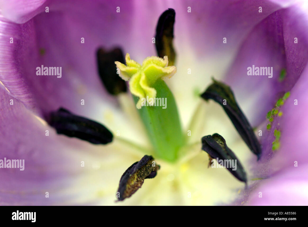 green aphids and tulip Stock Photo - Alamy