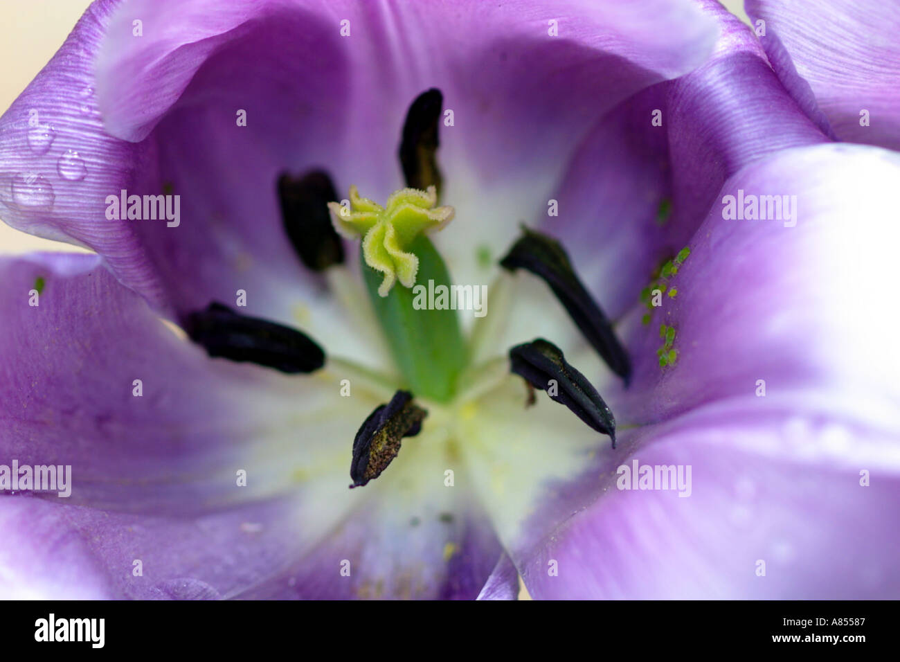 green aphids and tulip Stock Photo - Alamy