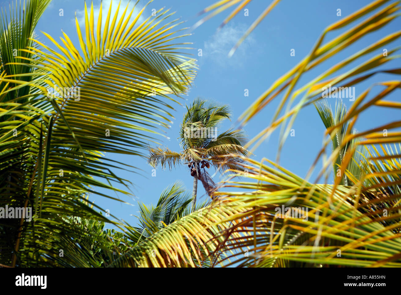 Palm trees, Antigua, West Indies Stock Photo - Alamy