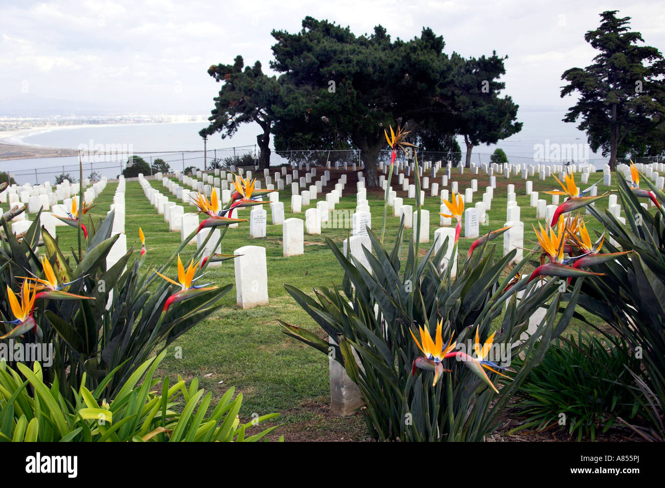 The bird of paradise flower with rows of tombstones in Fort Rosencrans ...