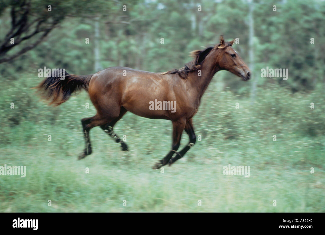 Outdoor side view of a horse galloping Stock Photo - Alamy