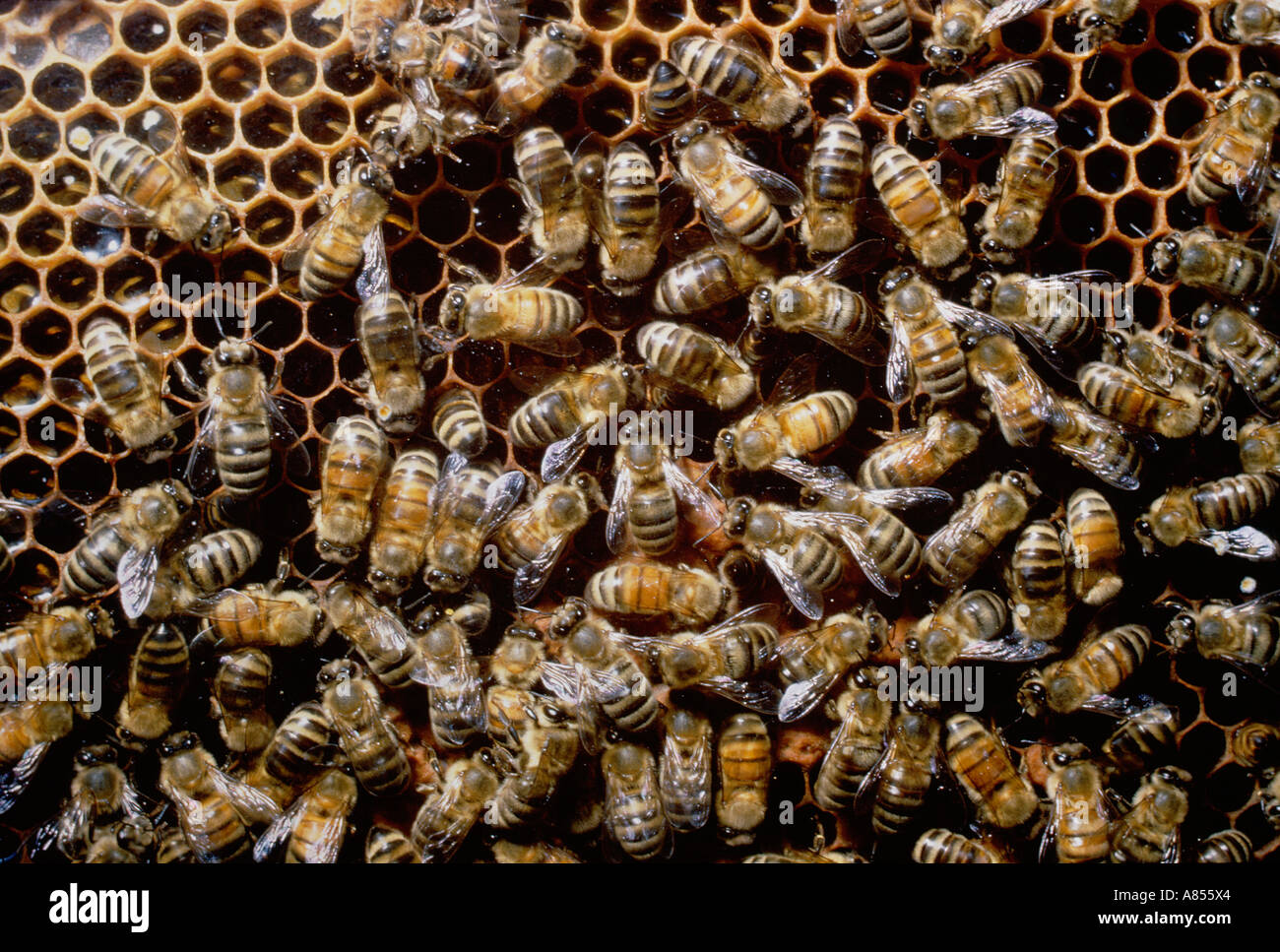 Communal insects hi-res stock photography and images - Alamy