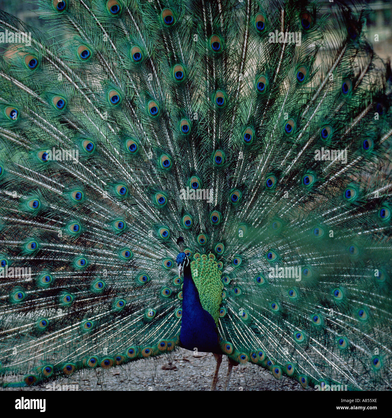 Bird with plumage hi-res stock photography and images - Alamy