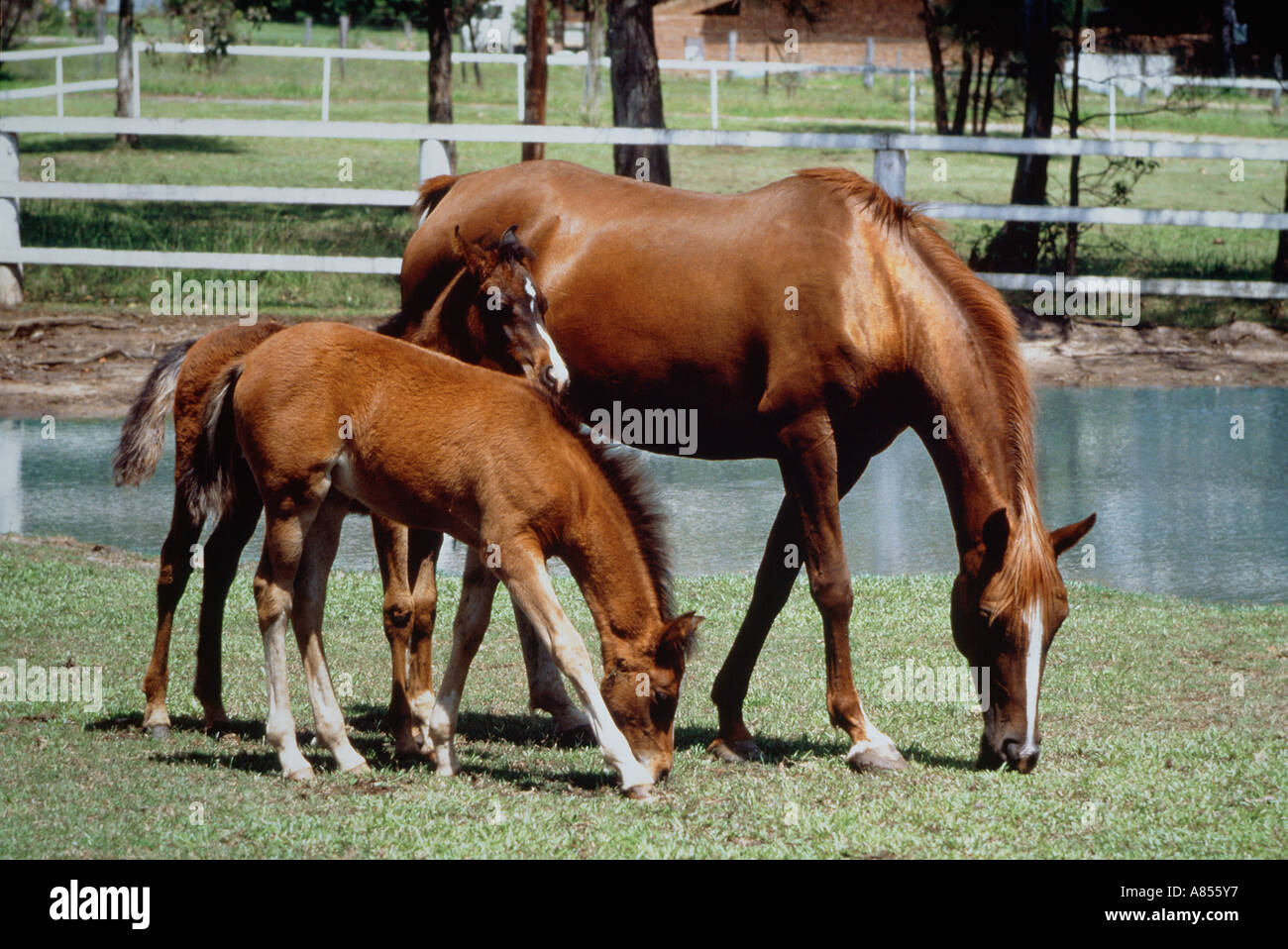 Australia. Queensland. Thoroughbred horse mare and two foals grazing in ...