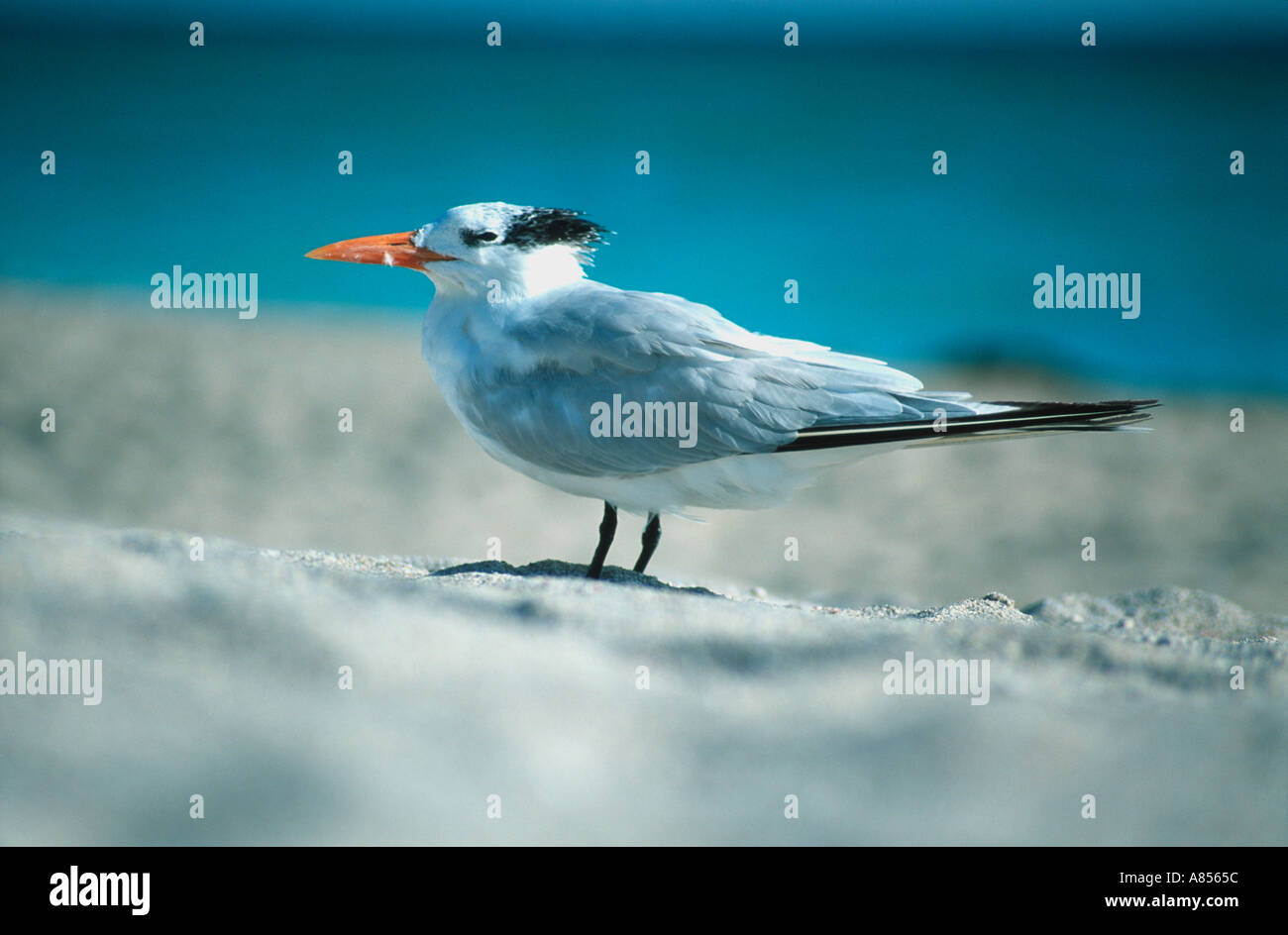 Royal Tern South Beach Miami Florida Stock Photo - Alamy
