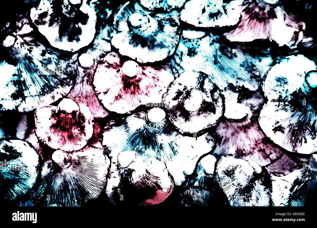 anton art photos Stock Photo - Alamy