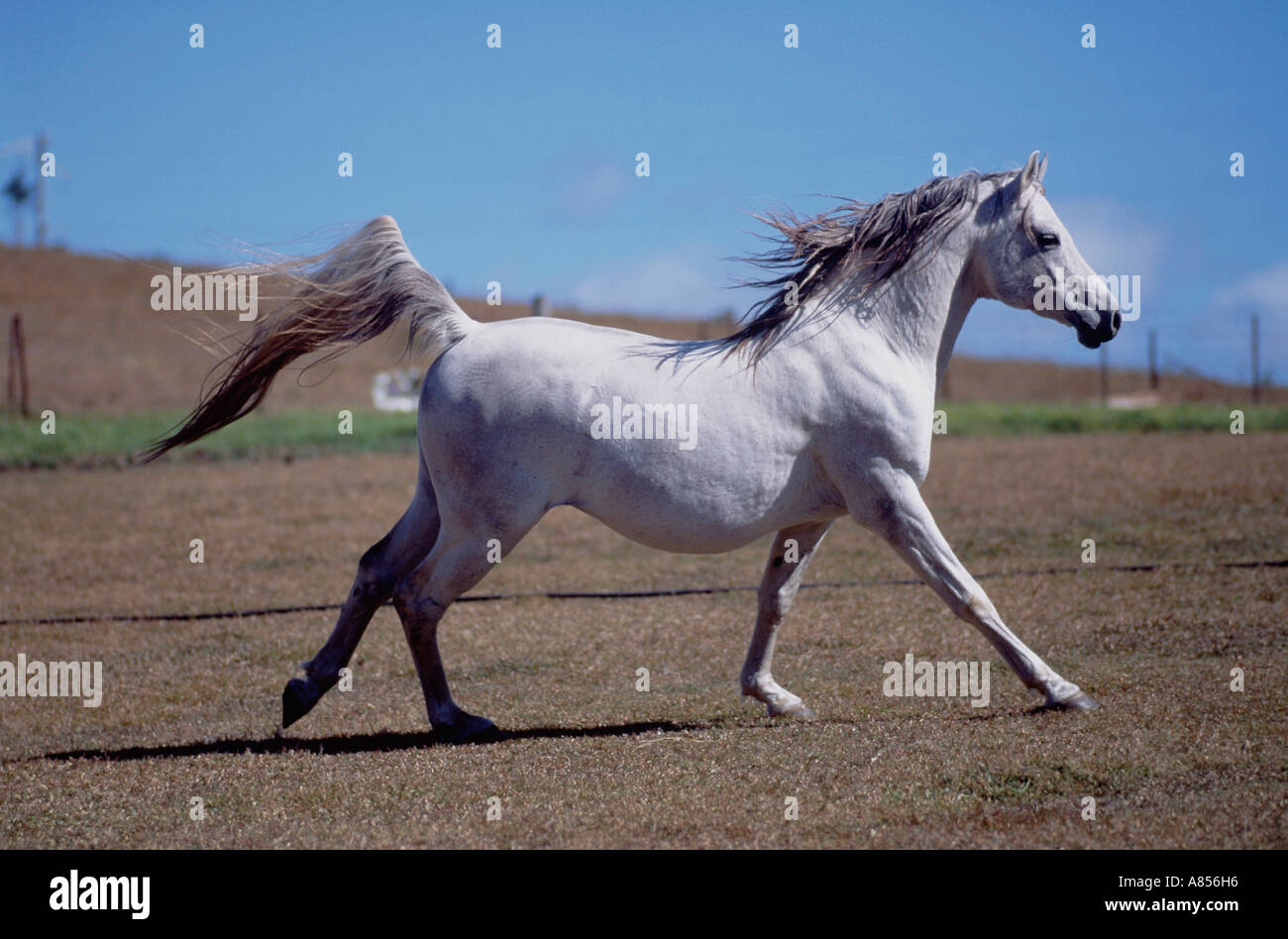 Galloping Horse Side High Resolution Stock Photography and Images - Alamy