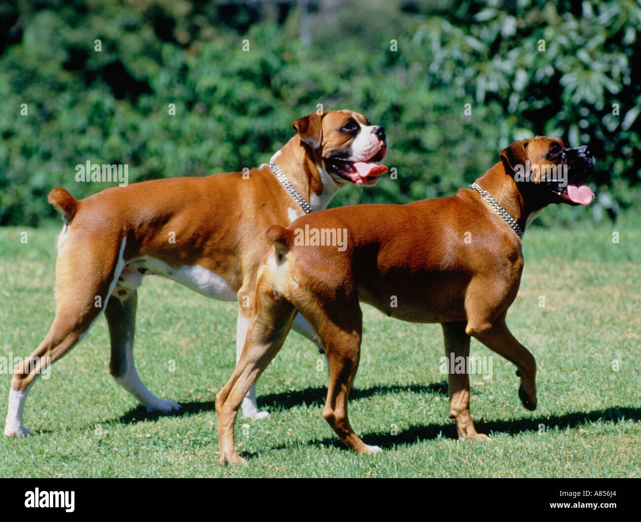 Two dogs garden hi-res stock photography and images - Alamy