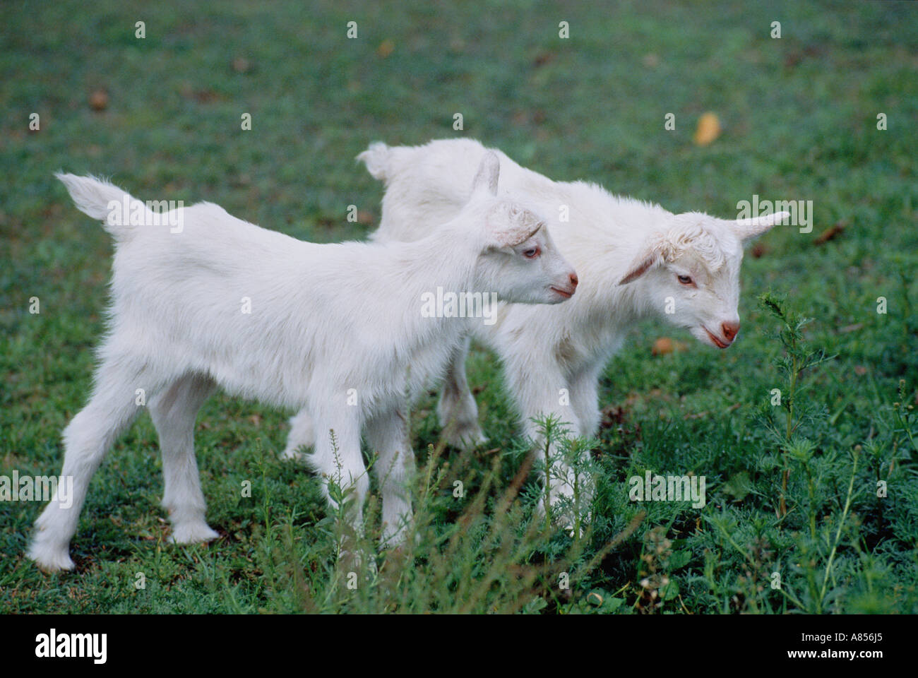 Farm animals. Baby goats ("kids Stock Photo - Alamy