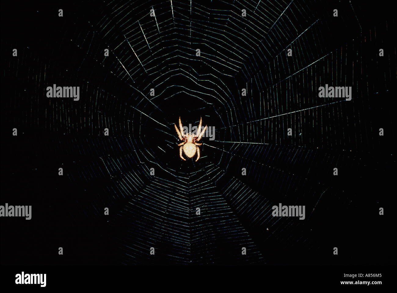 Australian garden orb weaver spider hi-res stock photography and images ...