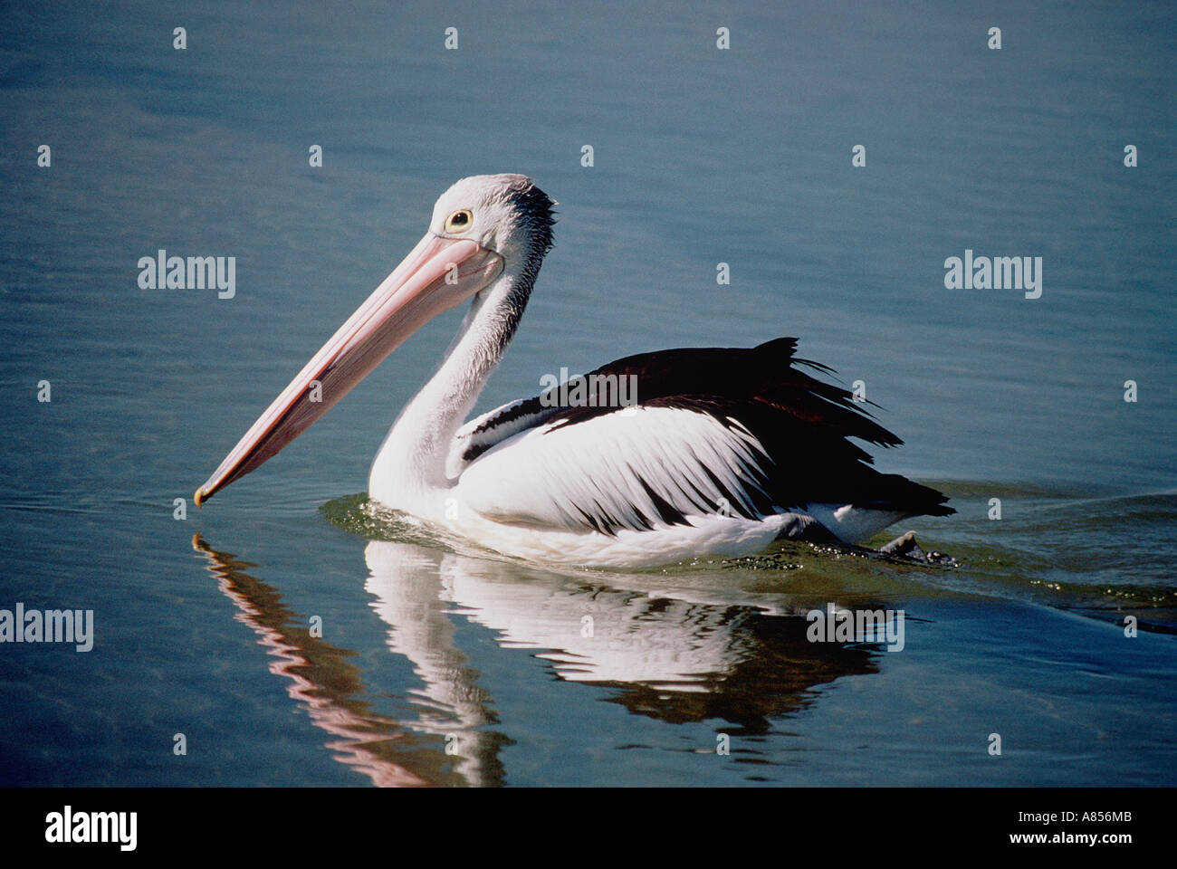 Australian pelican swim hi-res stock photography and images - Alamy