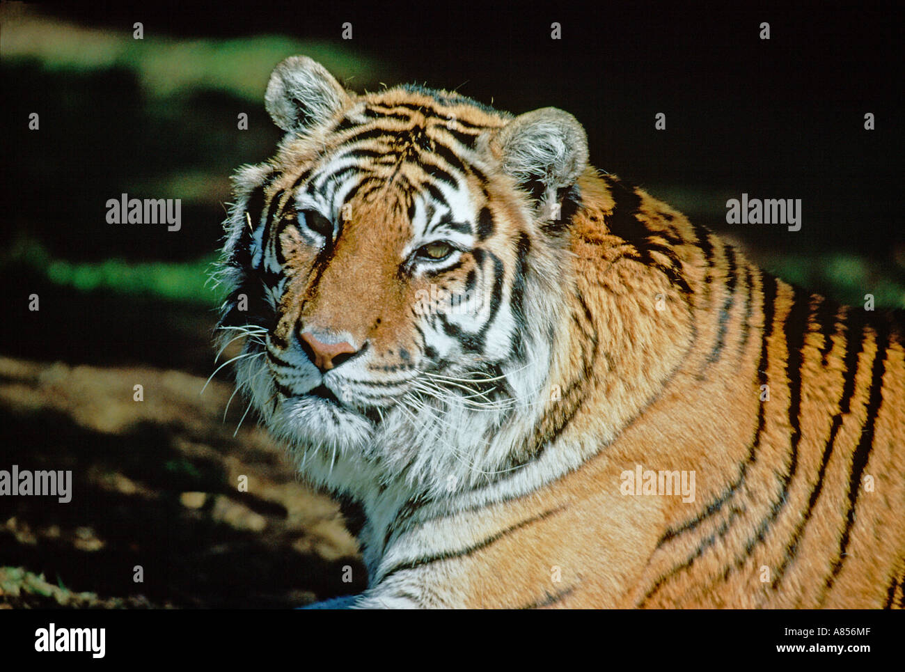 Australia Zoo. Bengal Tiger. Head and shoulders Stock Photo - Alamy