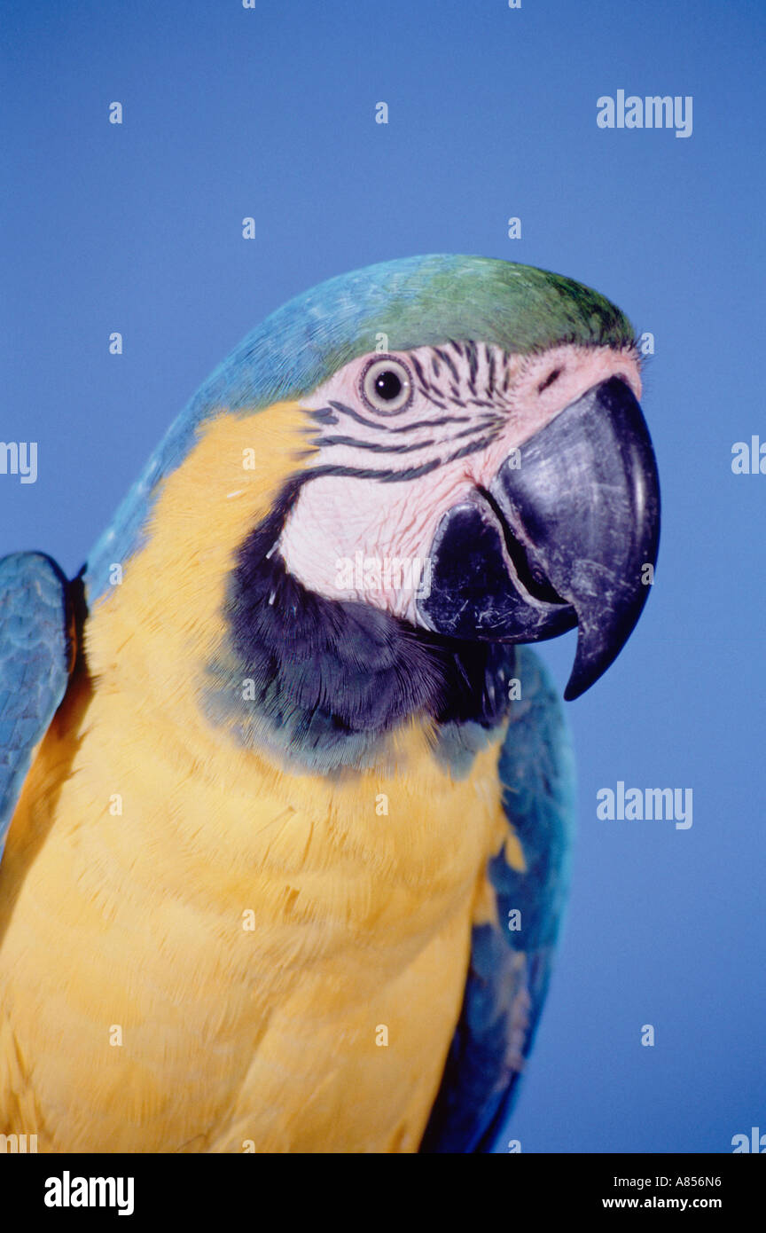 Studio close-up of Macaw Stock Photo - Alamy