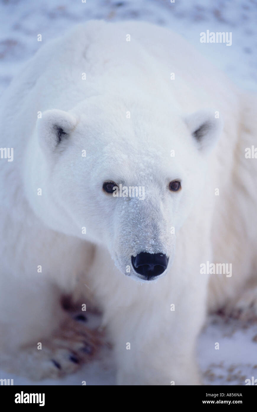 Polar bear photograph hi-res stock photography and images - Alamy