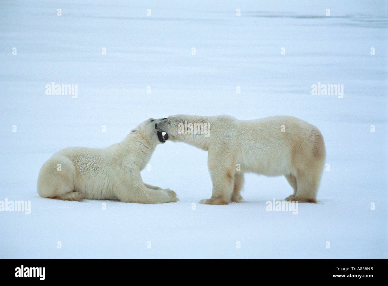 Wildlife. Mammals. Two Polar Bears Stock Photo - Alamy
