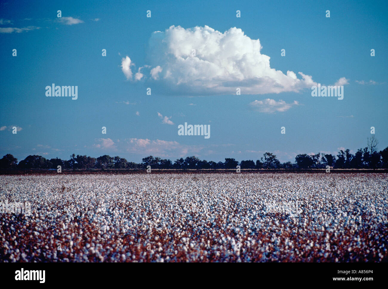 Australian cotton hi-res stock photography and images - Alamy