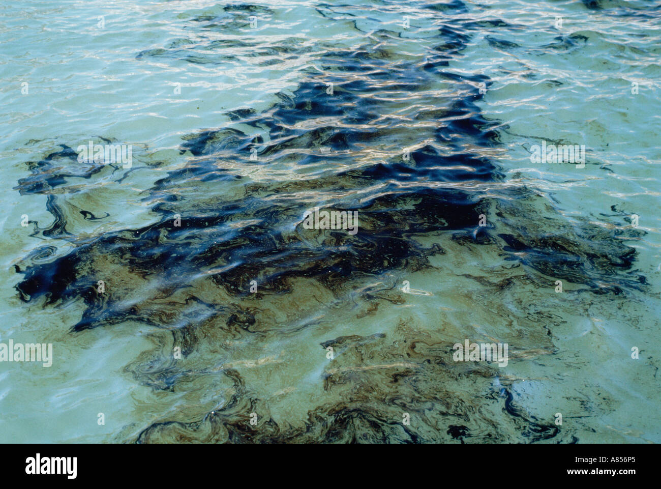 Oil Polluted Ocean