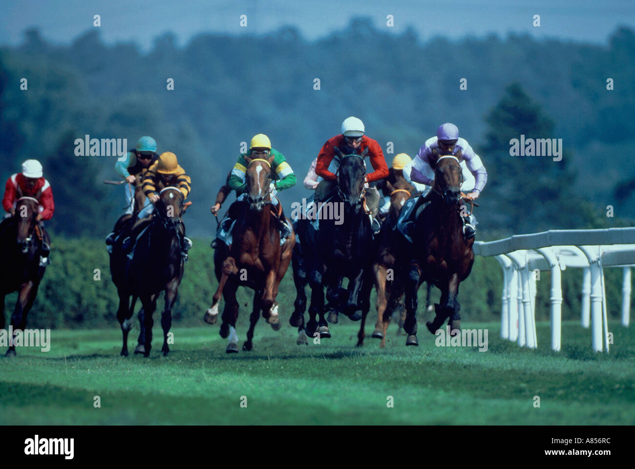 Horses galloping forward hi-res stock photography and images - Alamy