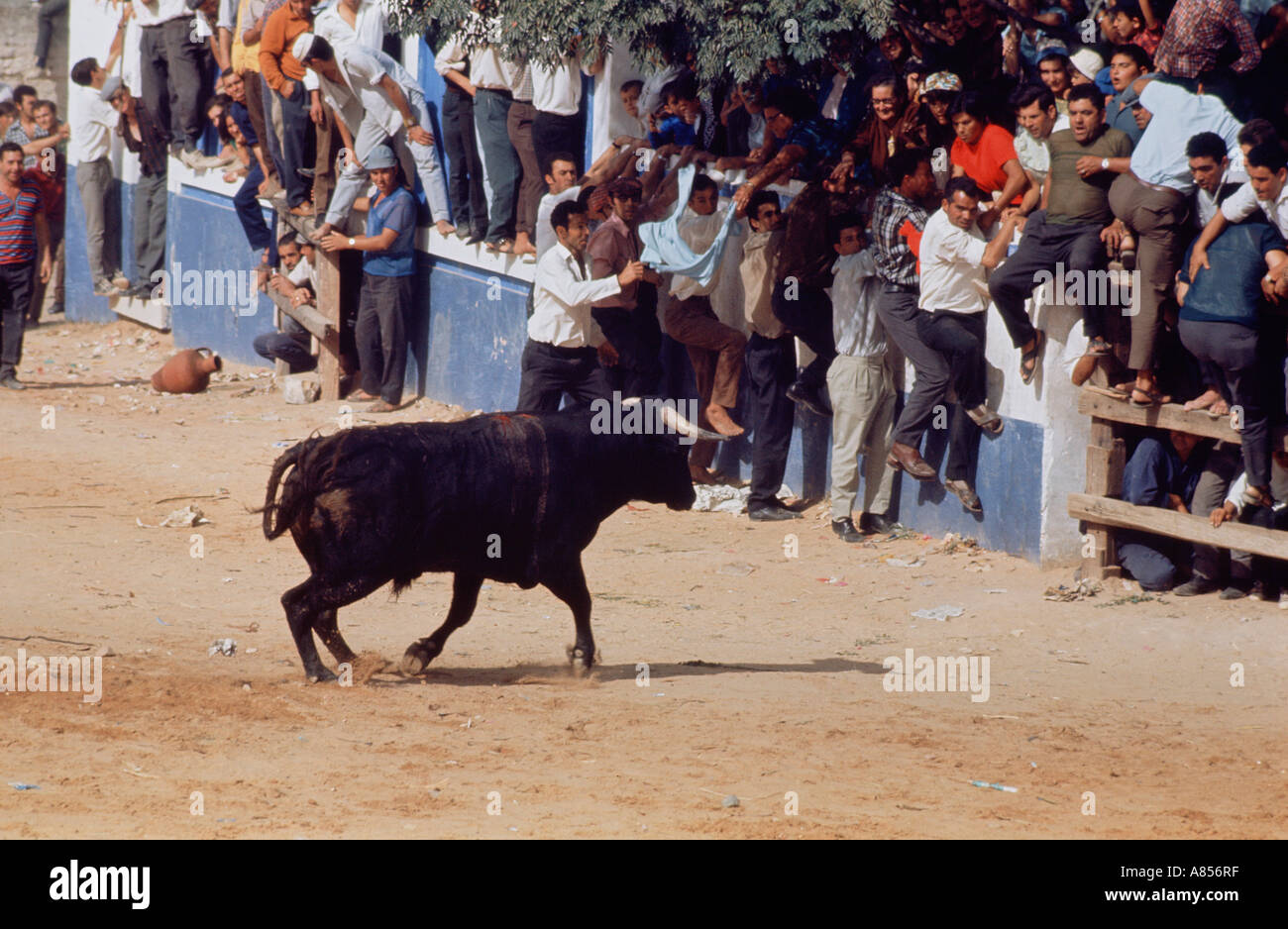 Bull charging spain hi-res stock photography and images - Alamy