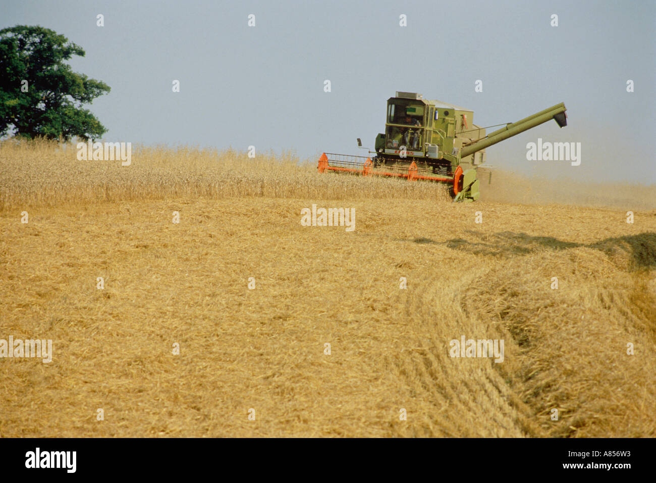 United Kingdom. England. Agriculture. Combine harvester cutting wheat ...