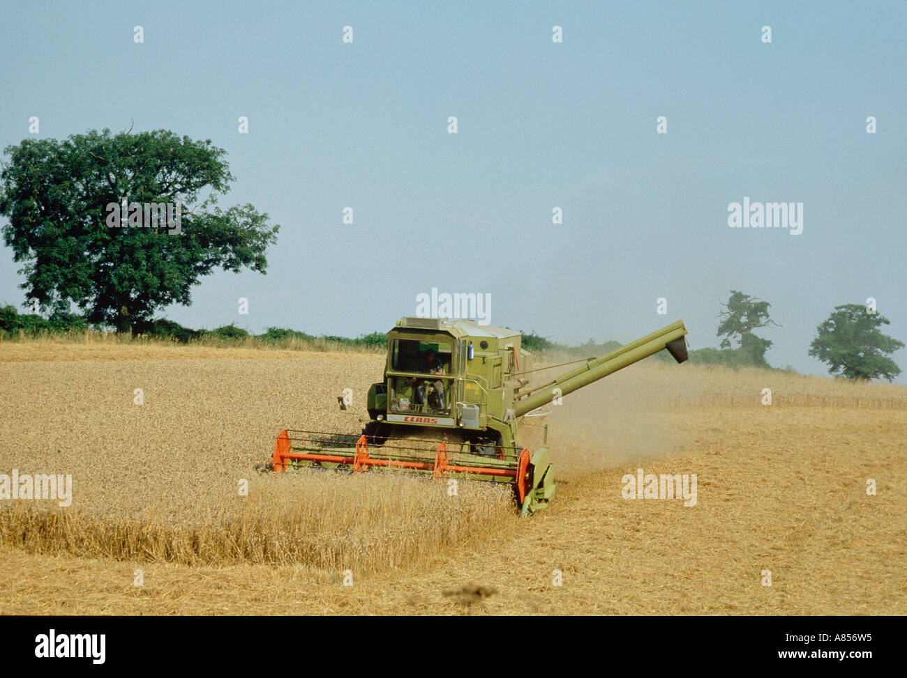 United Kingdom. England. Agriculture. Combine harvester cutting wheat ...
