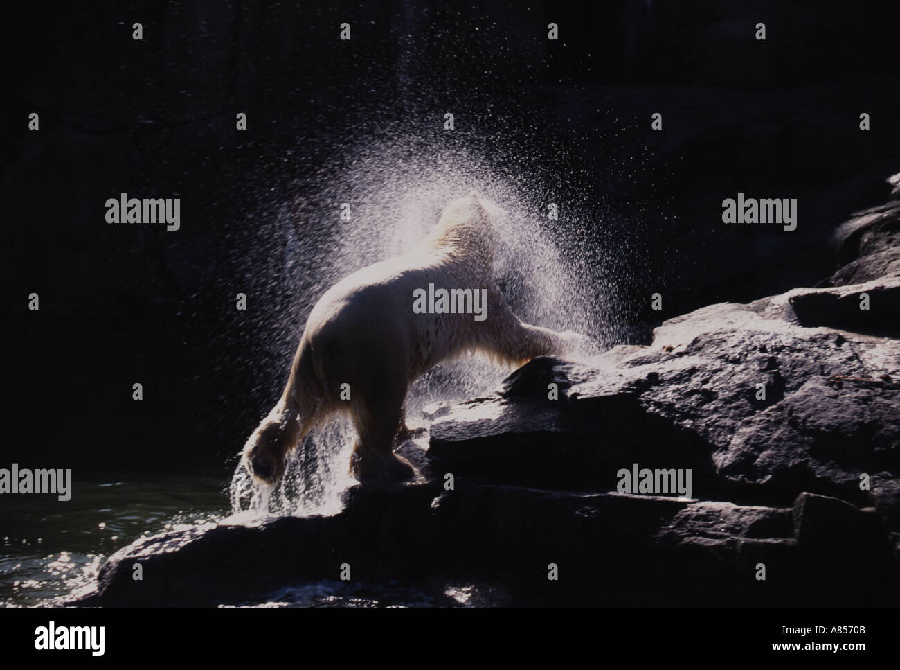 polar bear splashing Stock Photo - Alamy