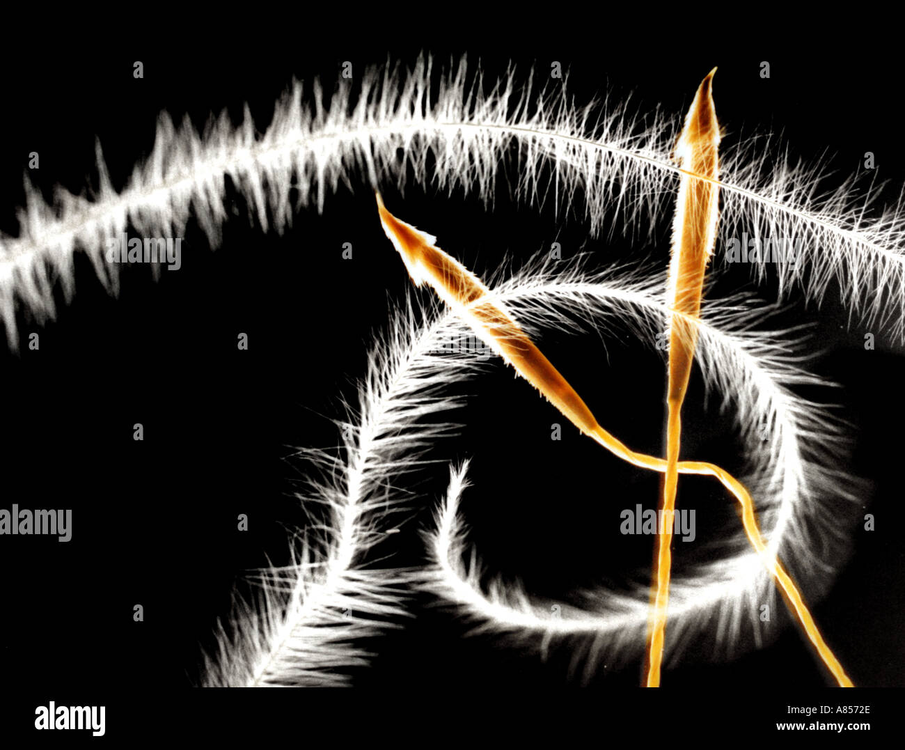 White feather movement hi-res stock photography and images - Alamy