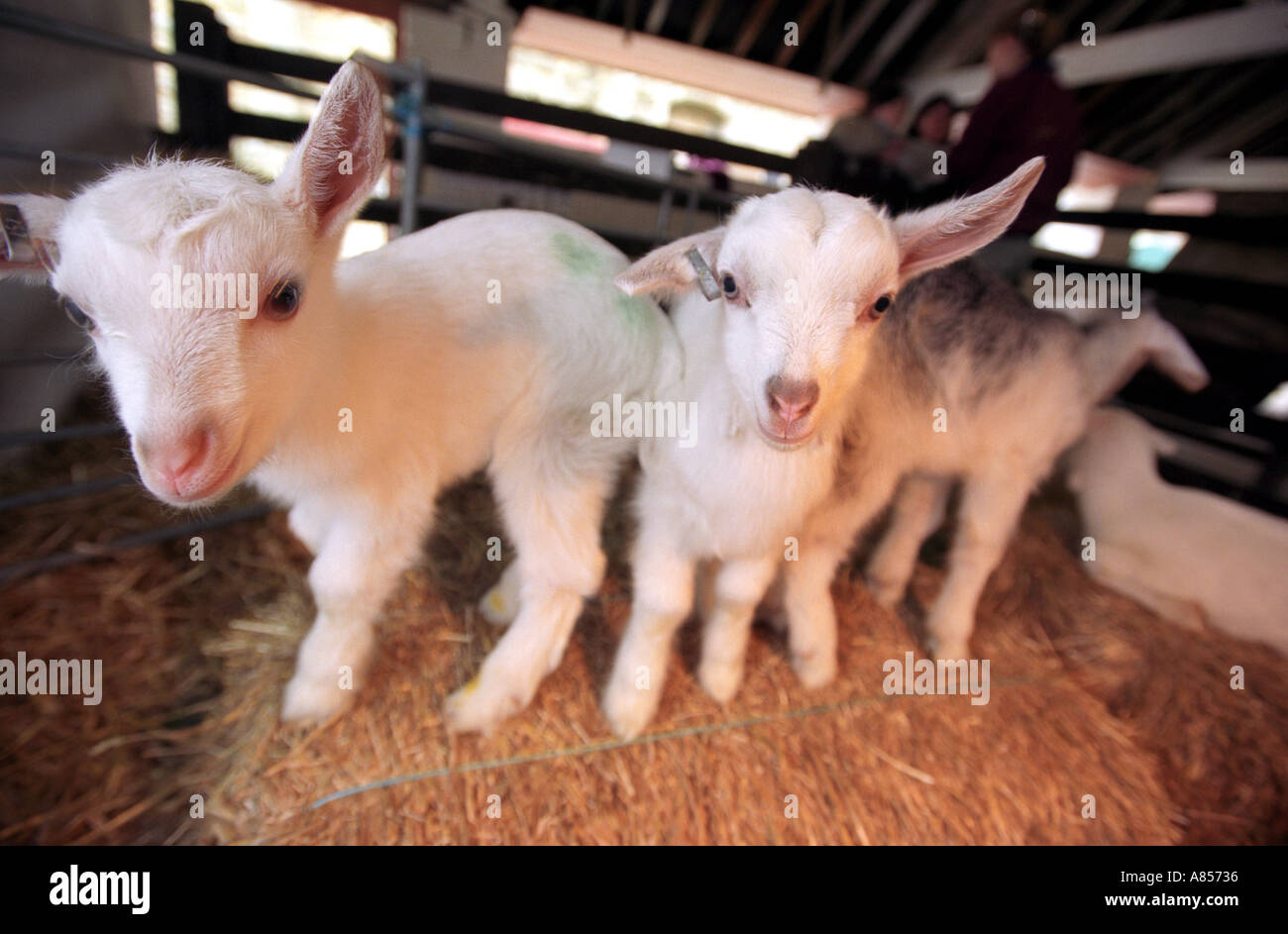 Three young goats hi-res stock photography and images - Alamy