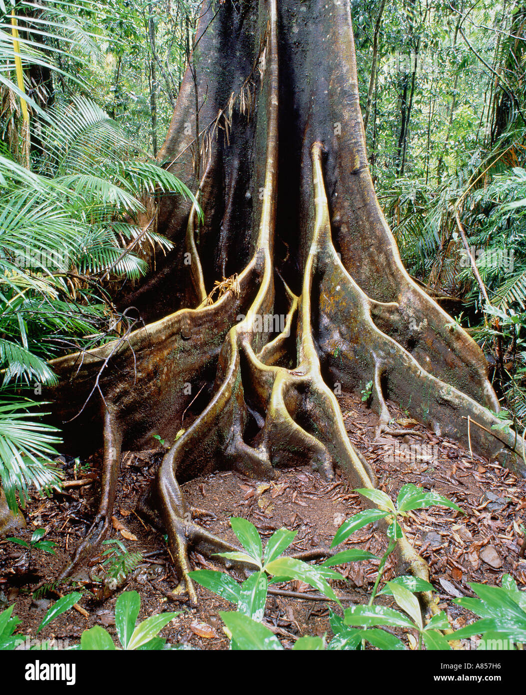 Treetrunk High Resolution Stock Photography and Images - Alamy