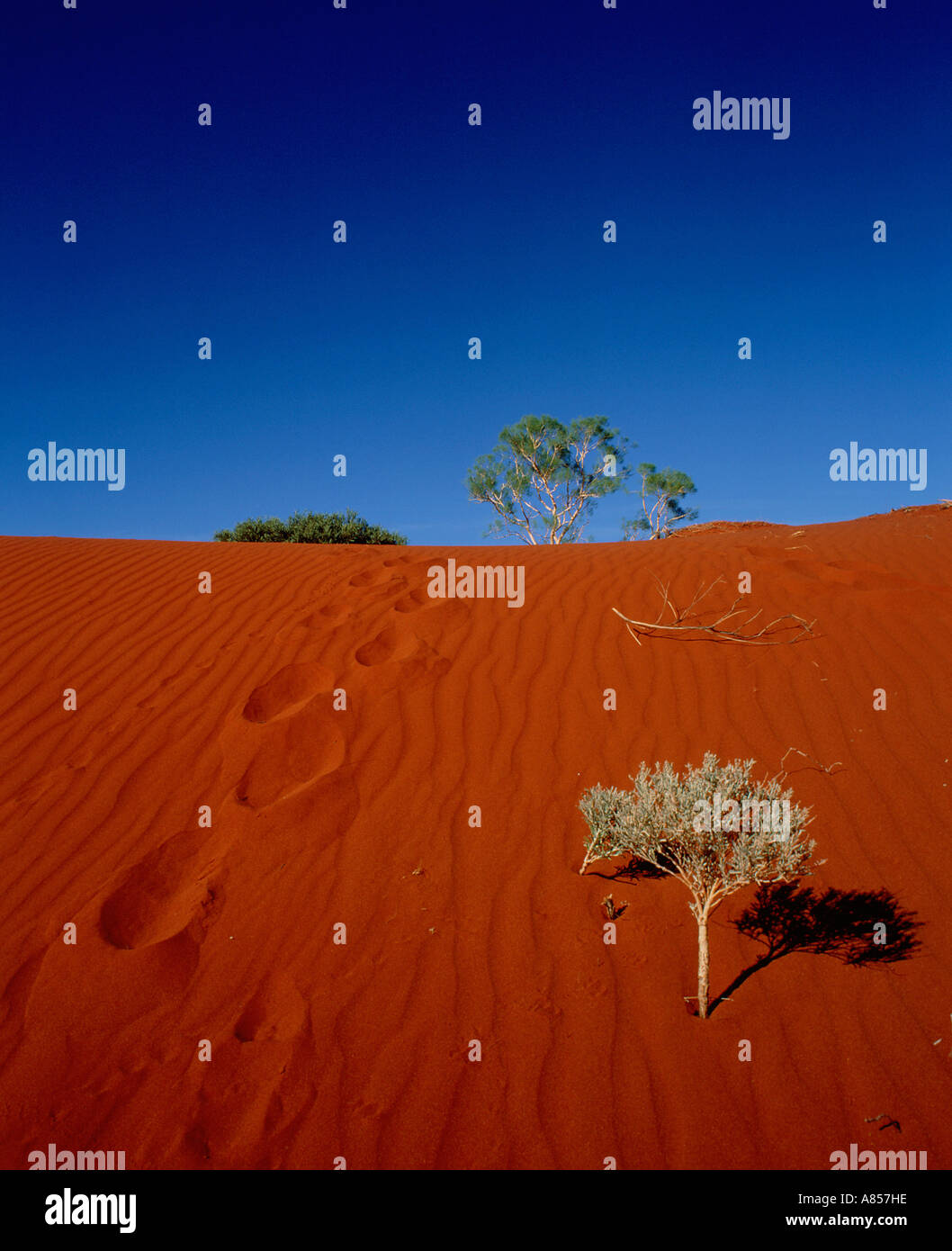 Australia. Simpson Desert. Footprints across red sand ridge Stock Photo ...
