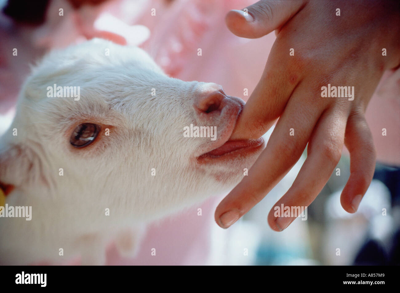Goat fingers up hi-res stock photography and images - Alamy