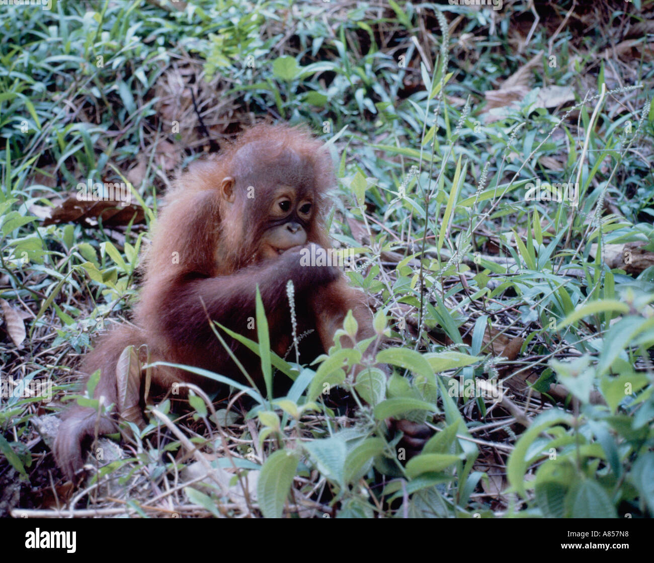 Borneo wildlife. Baby Orang Utan ape sitting on plant covered ground ...