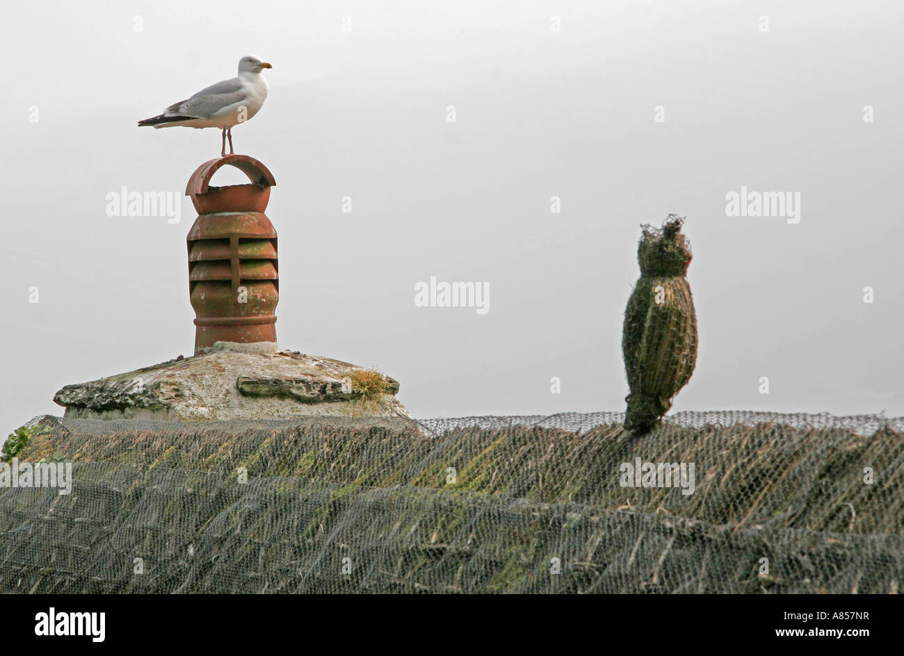 Bird scarer hi-res stock photography and images - Alamy