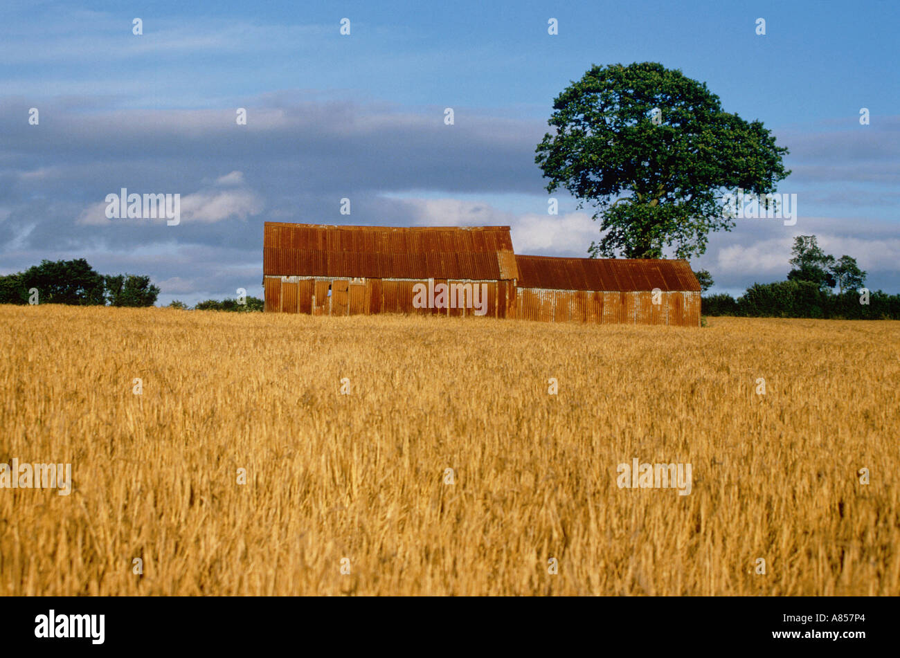 Old shed in wheat field hi-res stock photography and images - Alamy