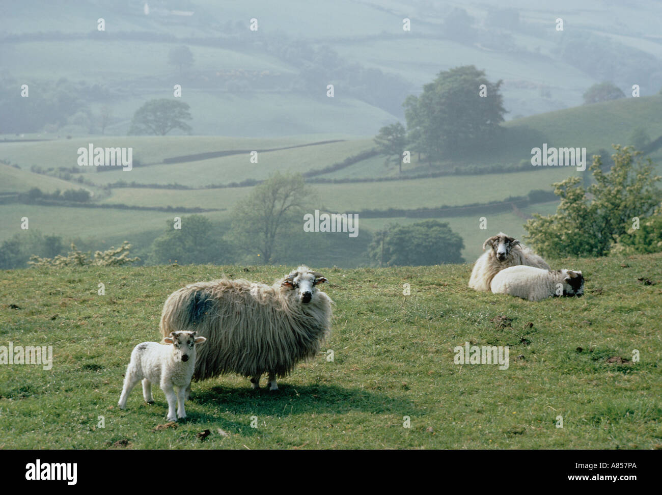 United Kingdom. England. Yorkshire Dales. Sheep with lambs on hillside ...