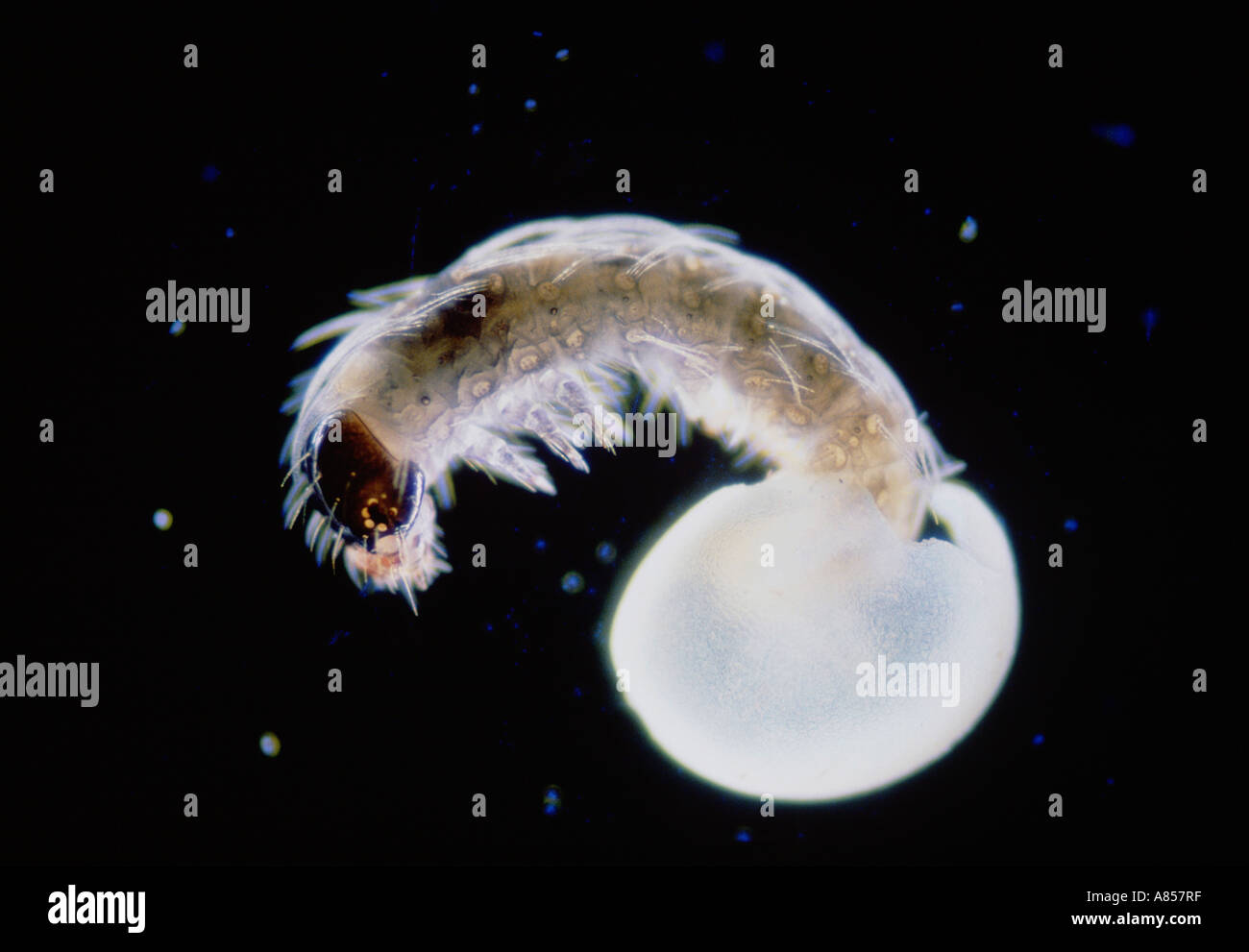 Silkworm Of The Mulberry Tree High Resolution Stock Photography and ...