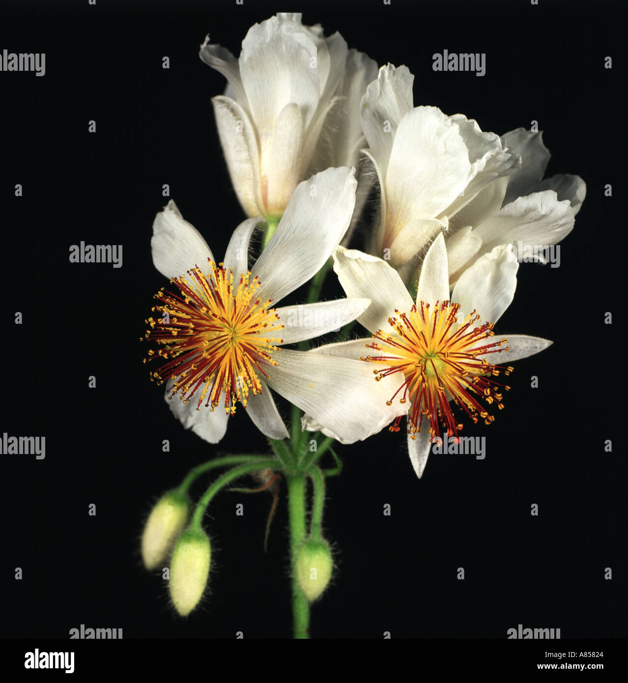 Sparrmannia africana hi-res stock photography and images - Alamy