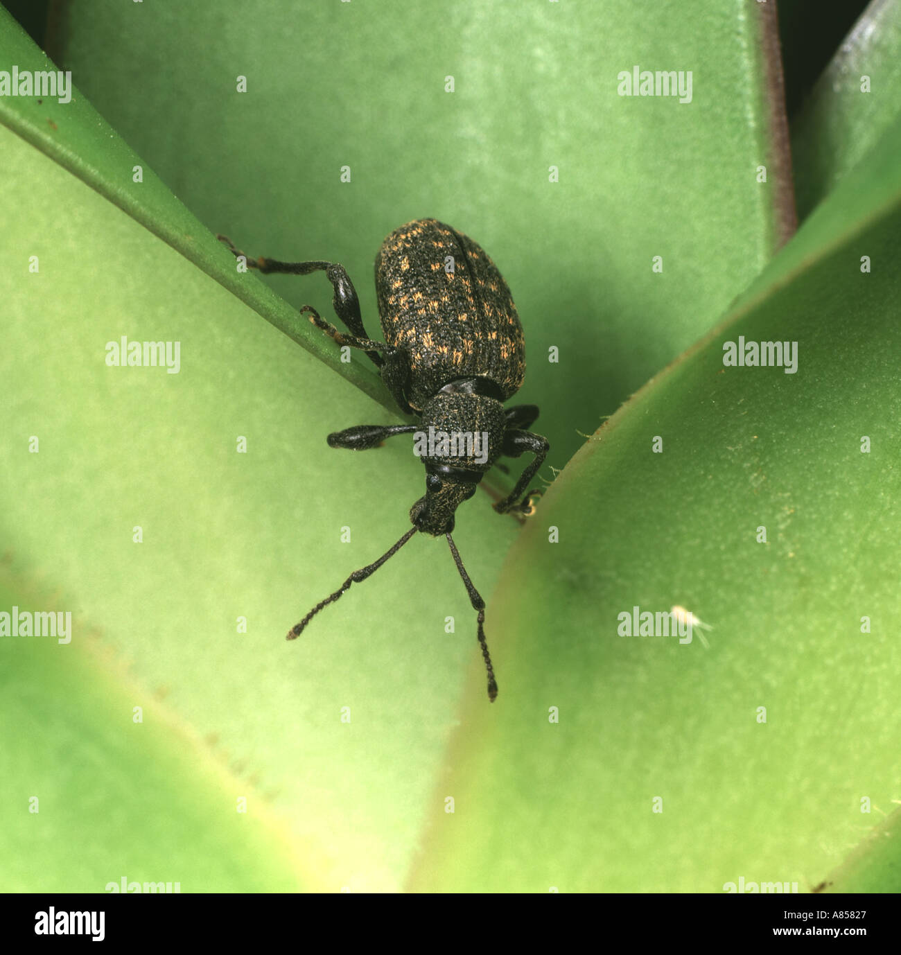 Adult vine weevil, Otiorhynchus sulcatus, a serious pest of pot and ...