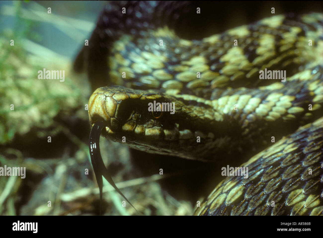 Adder Uk Bite High Resolution Stock Photography and Images - Alamy