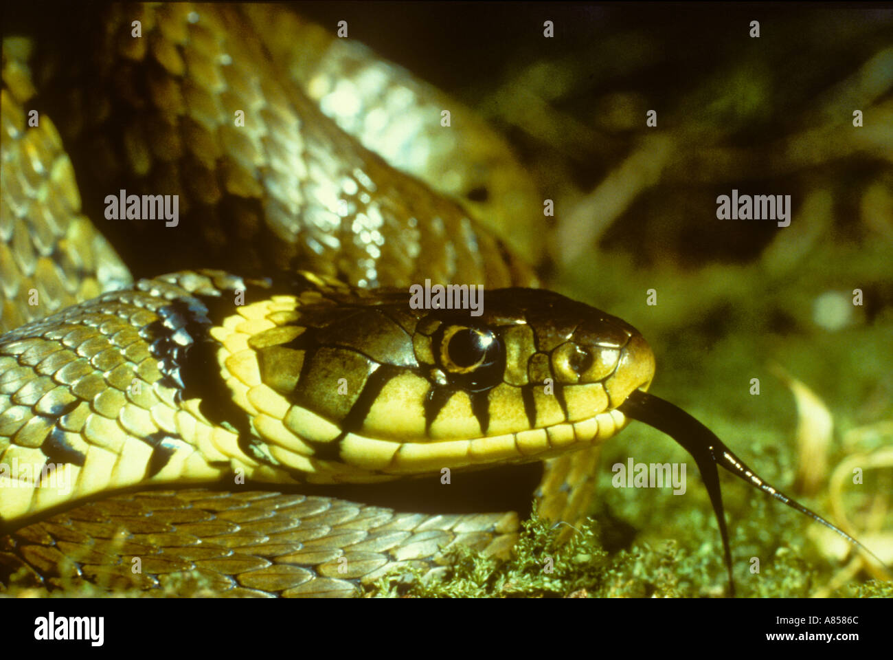 Grass Snake close up on head Stock Photo - Alamy