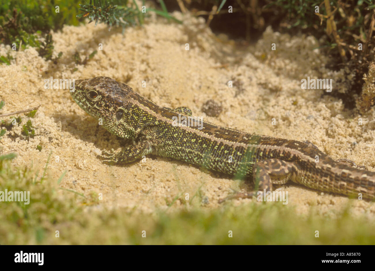 Sand Lizard close up on male sunbathing Stock Photo - Alamy