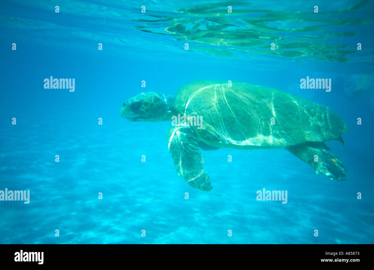 Loggerhead Turtle Underwater Stock Photo - Alamy