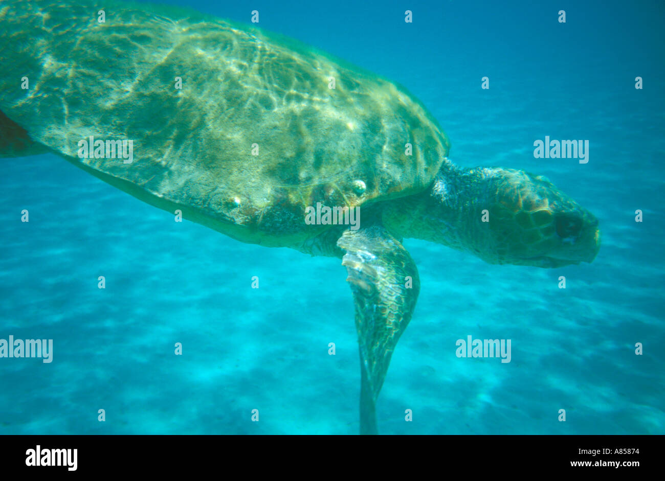 Loggerhead Turtle Underwater Stock Photo - Alamy