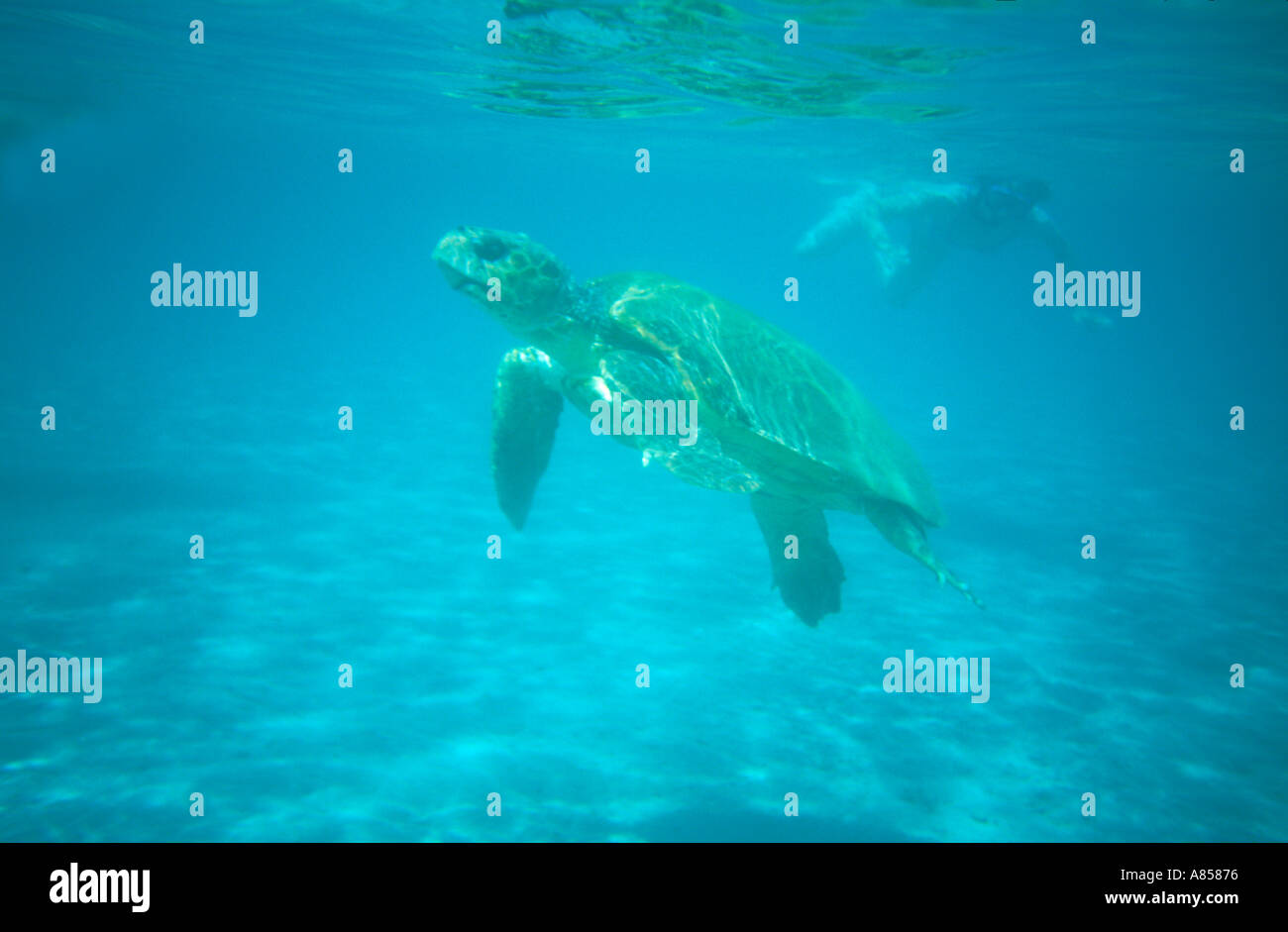 Loggerhead Turtle Underwater with lady swimming in background Stock ...