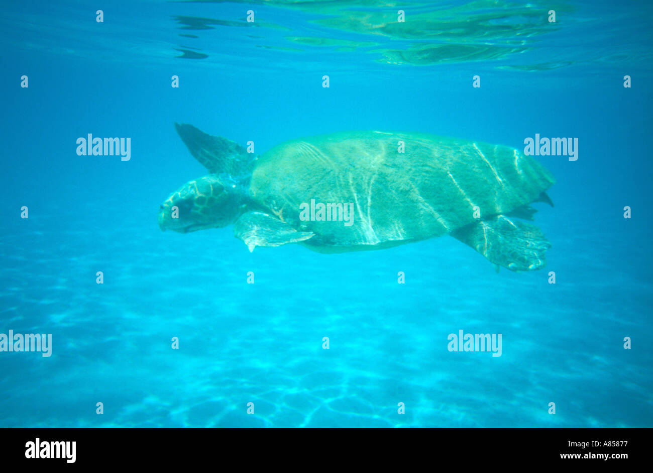 Detail loggerhead hi-res stock photography and images - Alamy